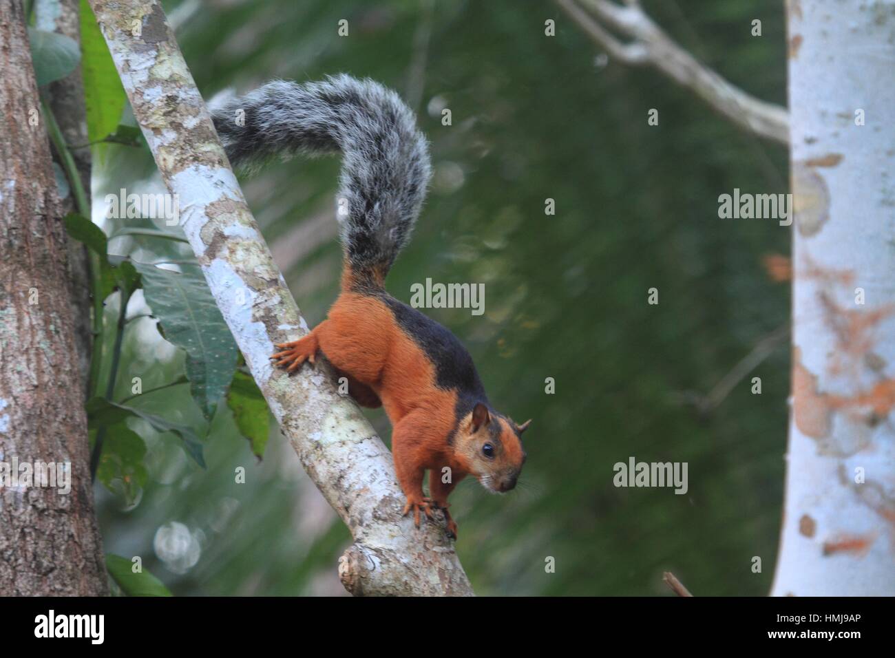 ardilla (Siciurus variegatoides) en costa rica Stock Photo - Alamy