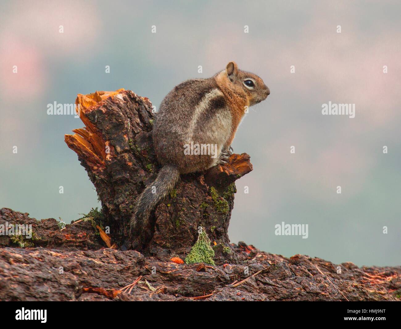 Chipmunk at Kaibab national Forest, Arizona Stock Photo - Alamy