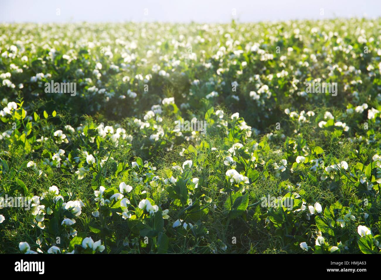 A field of peas in the Palouse farming area of Eastern Washington State ...