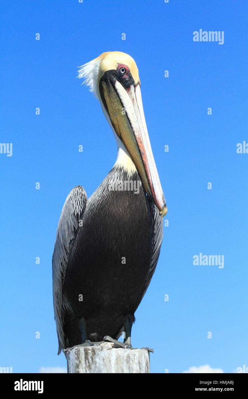 Río pelícano hi-res stock photography and images - Alamy
