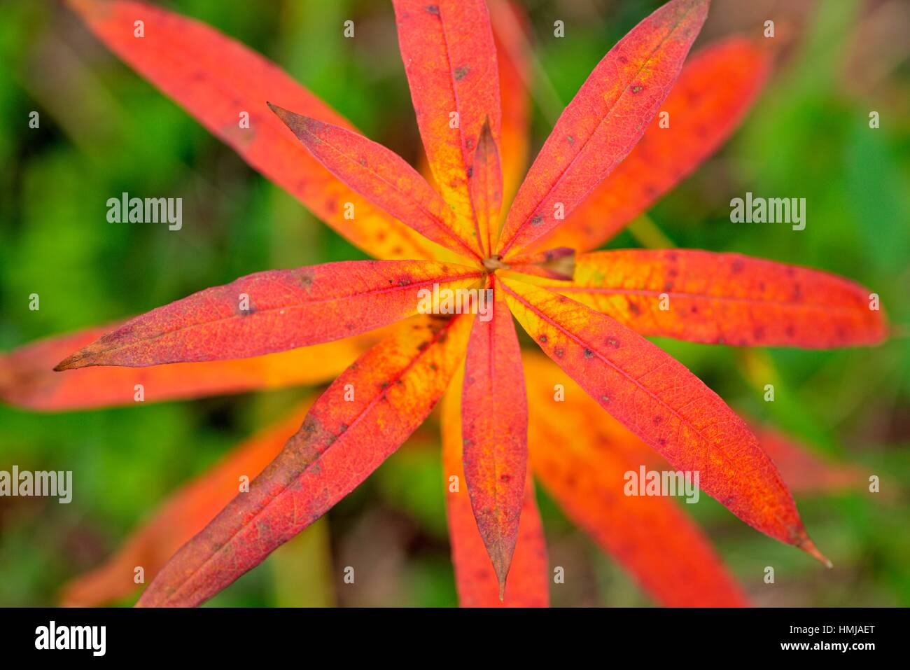 Alberta native flower hi-res stock photography and images - Alamy