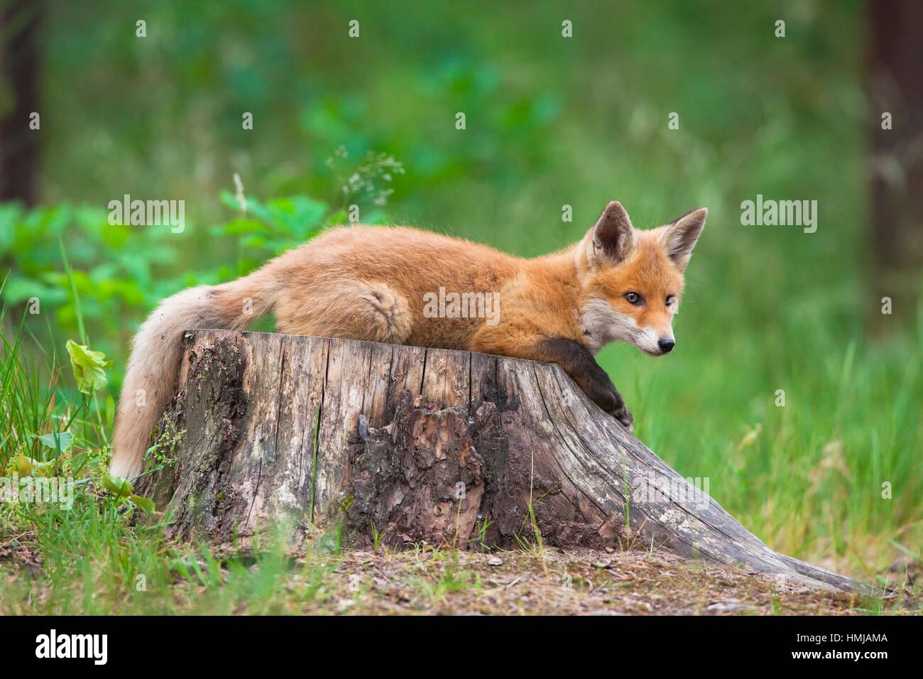 Fox lying down hi-res stock photography and images - Alamy