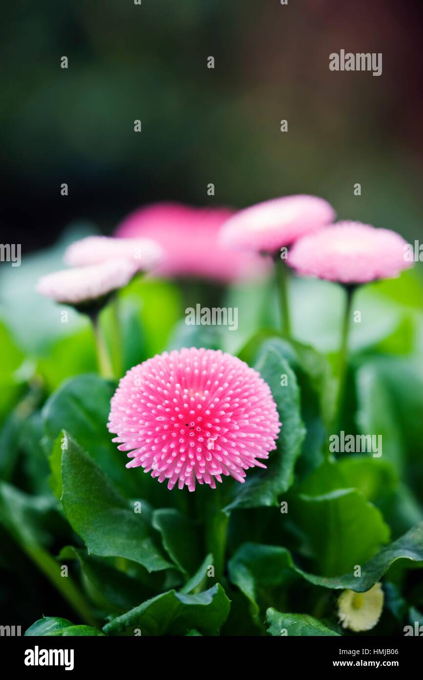 Bellis Perennis Bellissima Rose High Resolution Stock Photography and ...