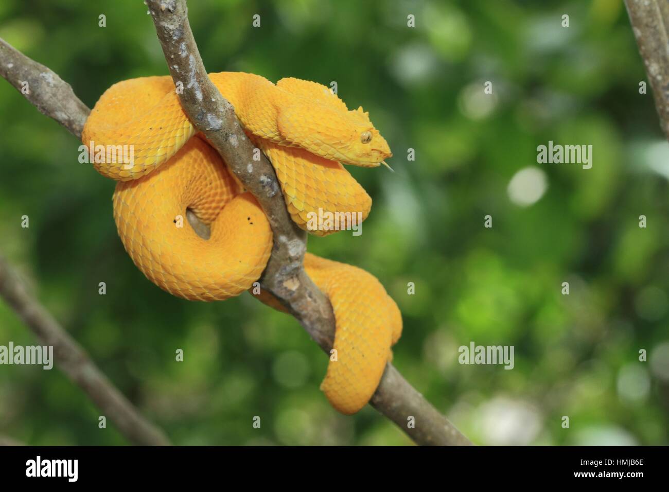 Toboba de pestaña ó Bocaracá en el Parque Nacional del Volcán Arenal ...