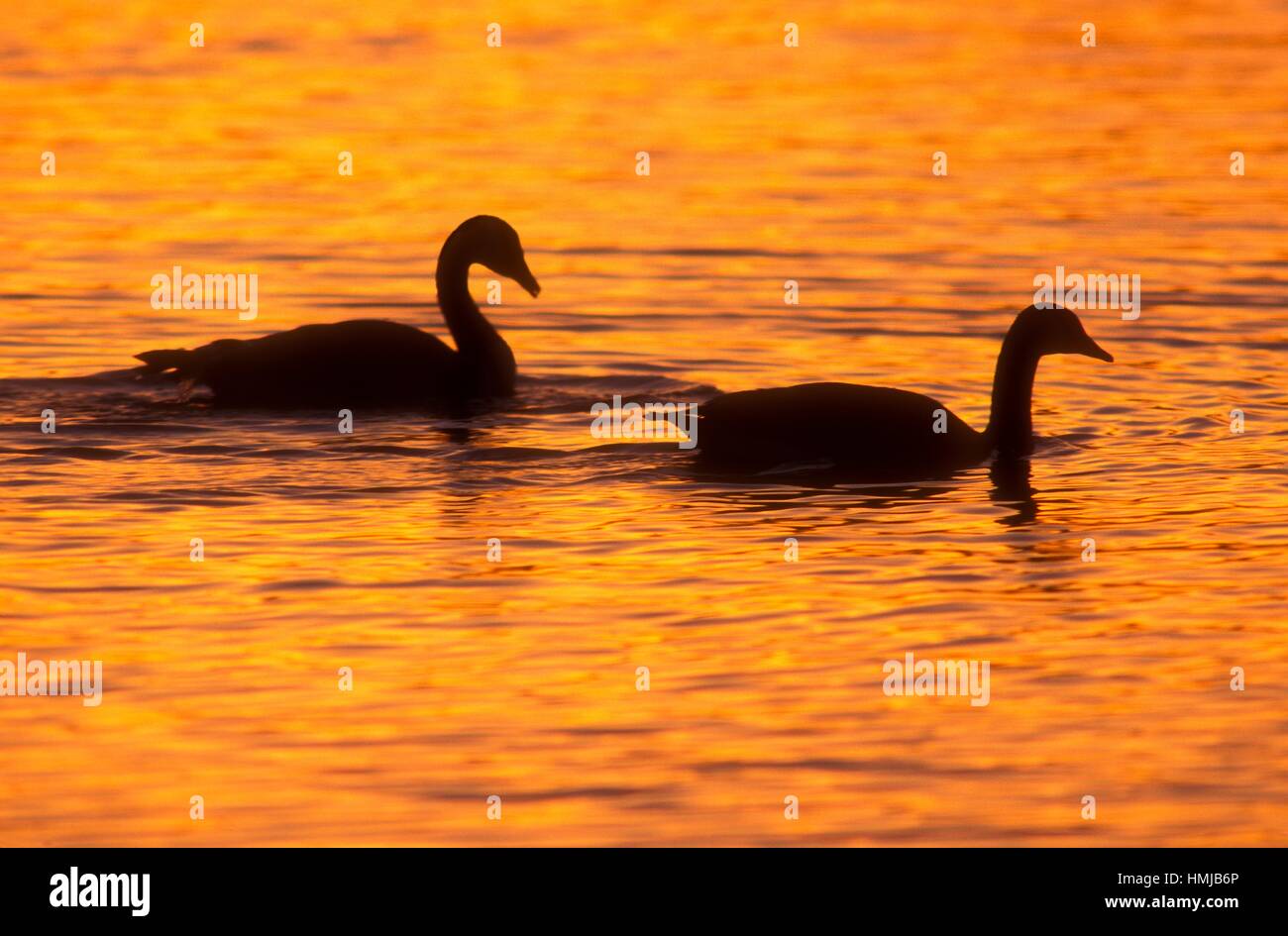 Canada goose (Branta canadensis) on open water during spring break-up ...