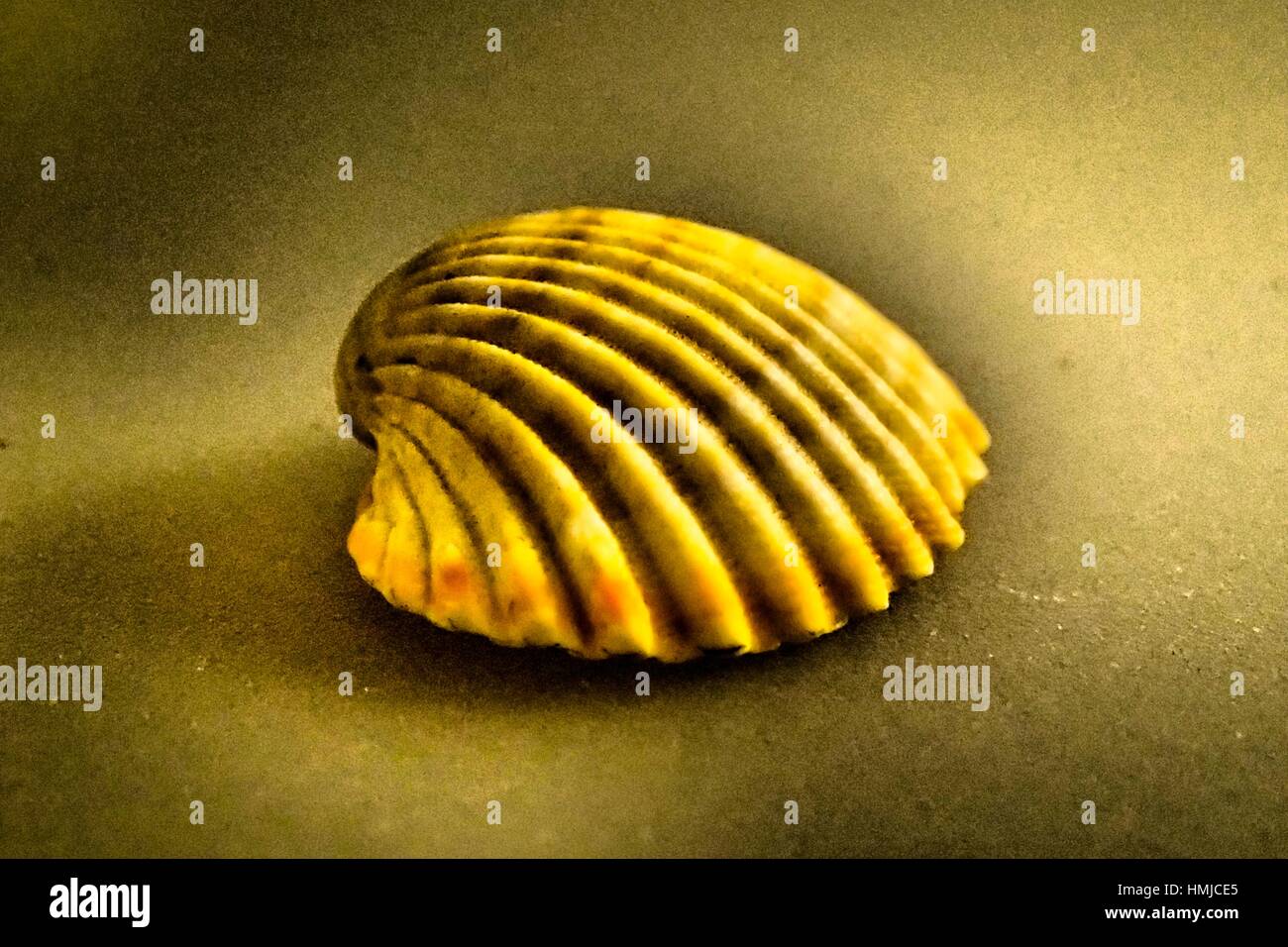 Only a shell hi-res stock photography and images - Alamy