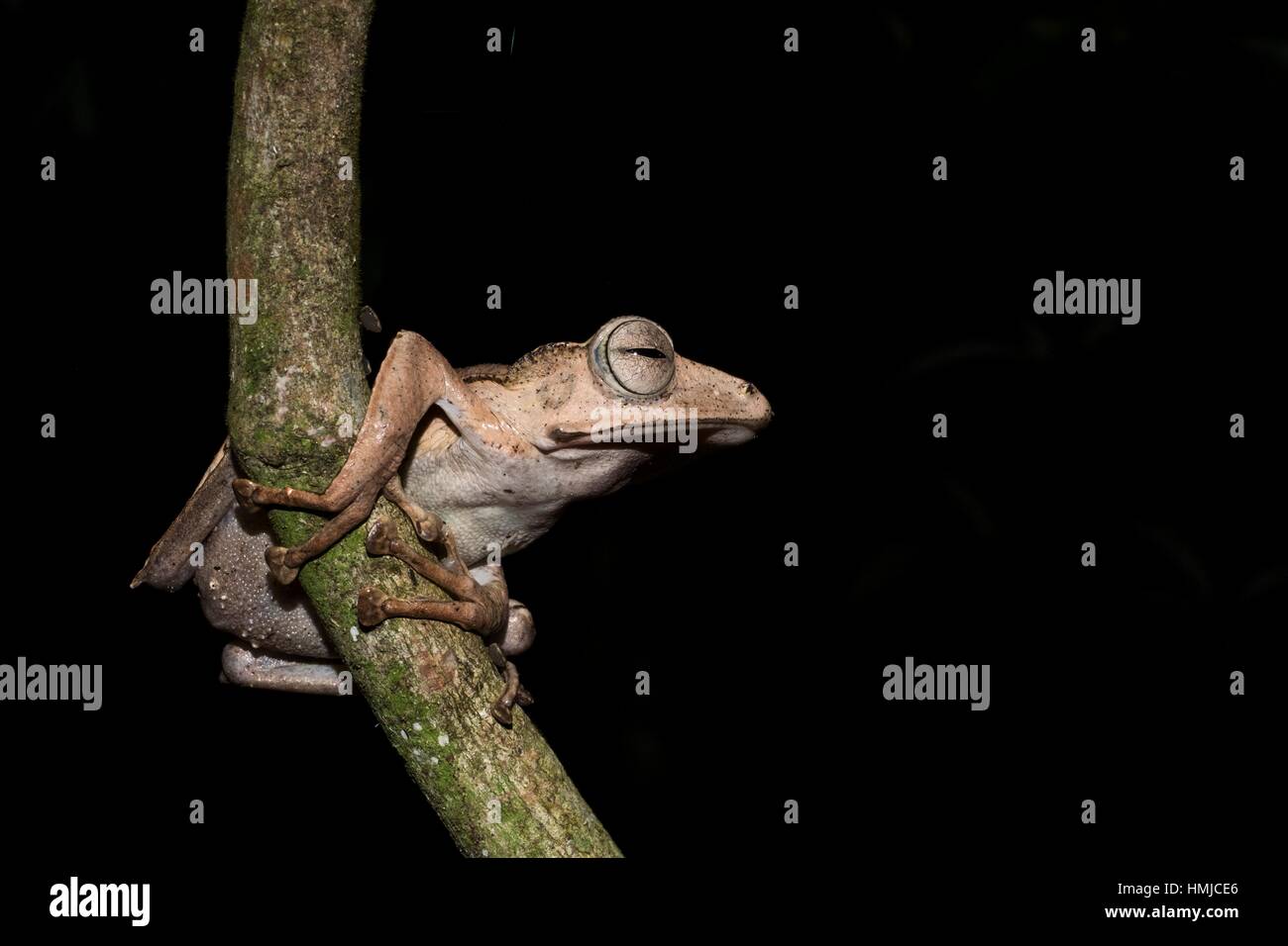 File eared tree frog eared frog hi-res stock photography and images - Alamy