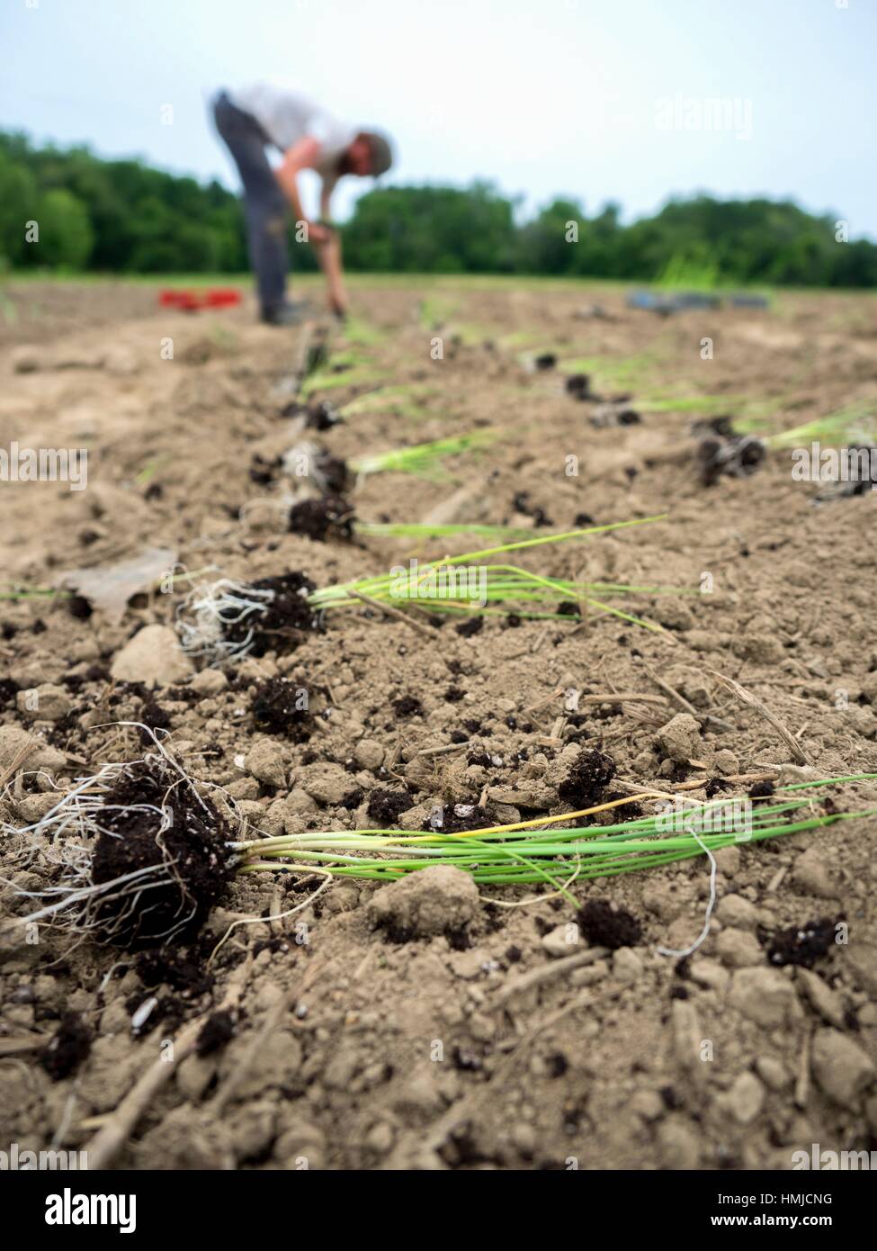Group planting hi-res stock photography and images - Alamy