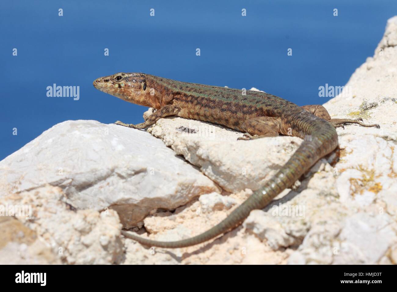 Balearic Wall Lizard Podarcis Lilfordi High Resolution Stock ...