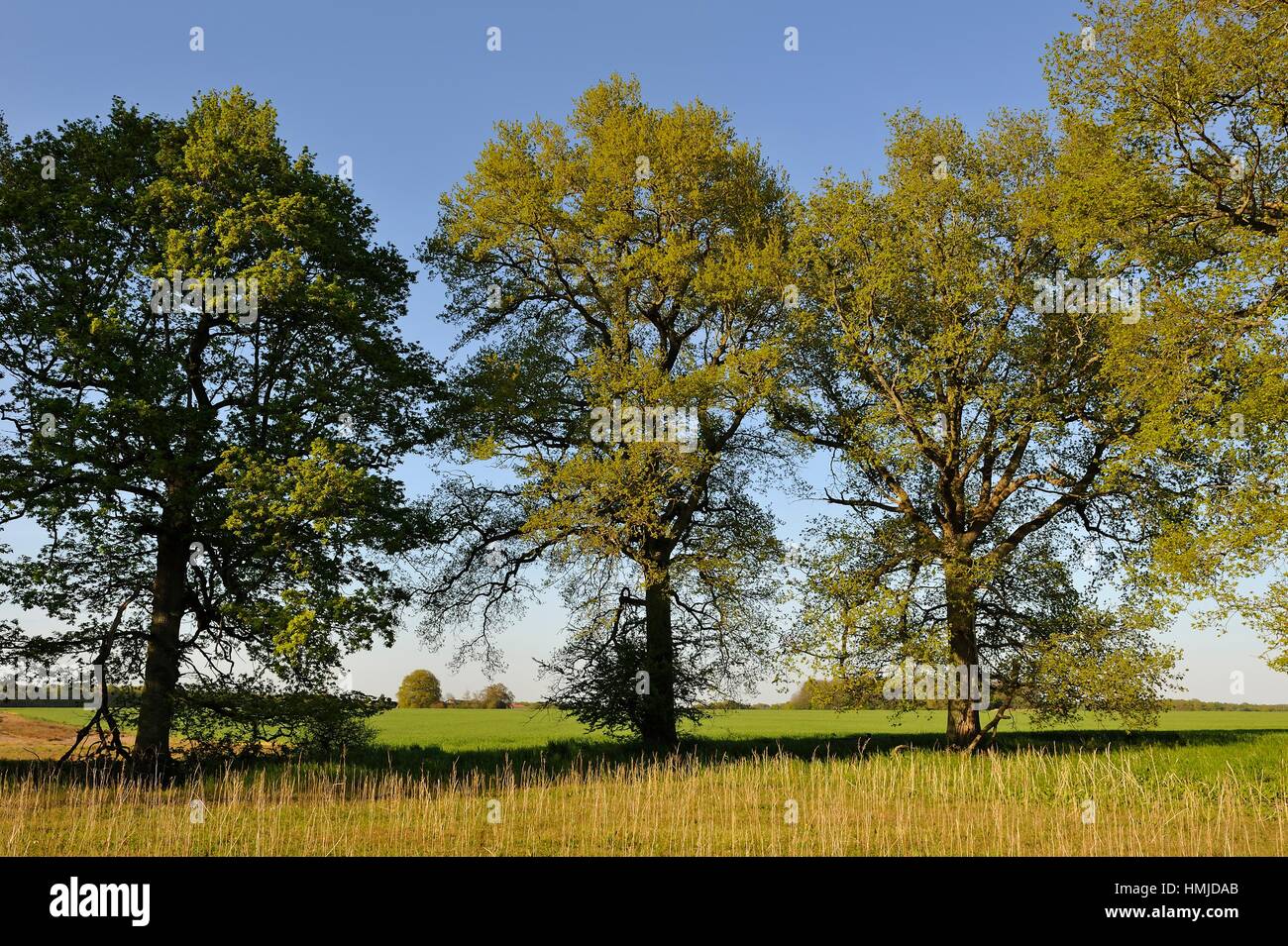 oak trees on the edge of the forest of Rambouillet, Yvelines department ...