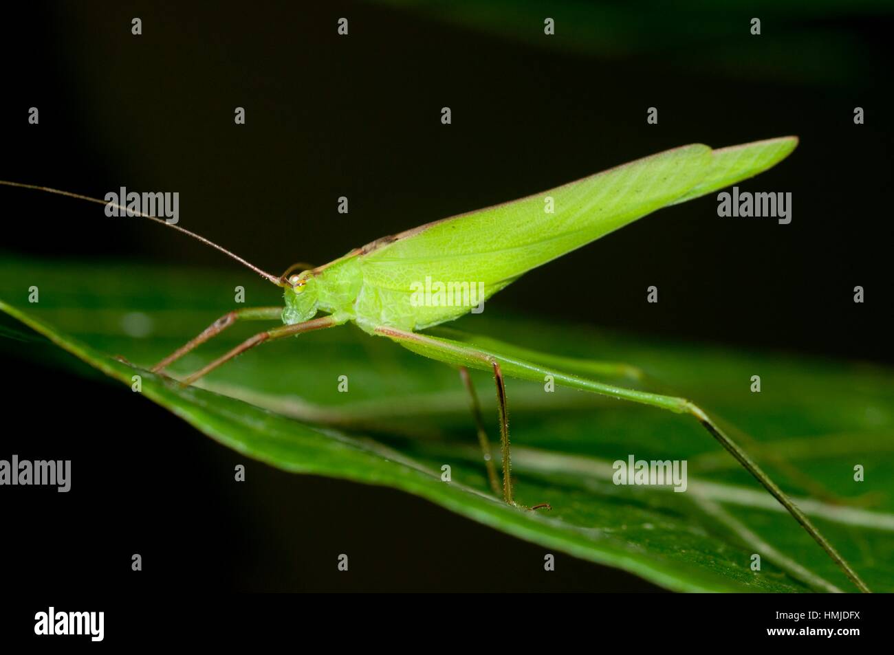 Orthoptera Planeropterinae High Resolution Stock Photography and Images ...