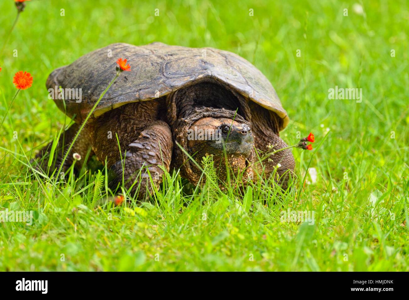 Snapping turtle close up image hi-res stock photography and images - Alamy