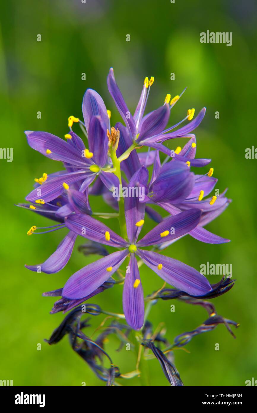 Camas Valley Oregon High Resolution Stock Photography and Images - Alamy