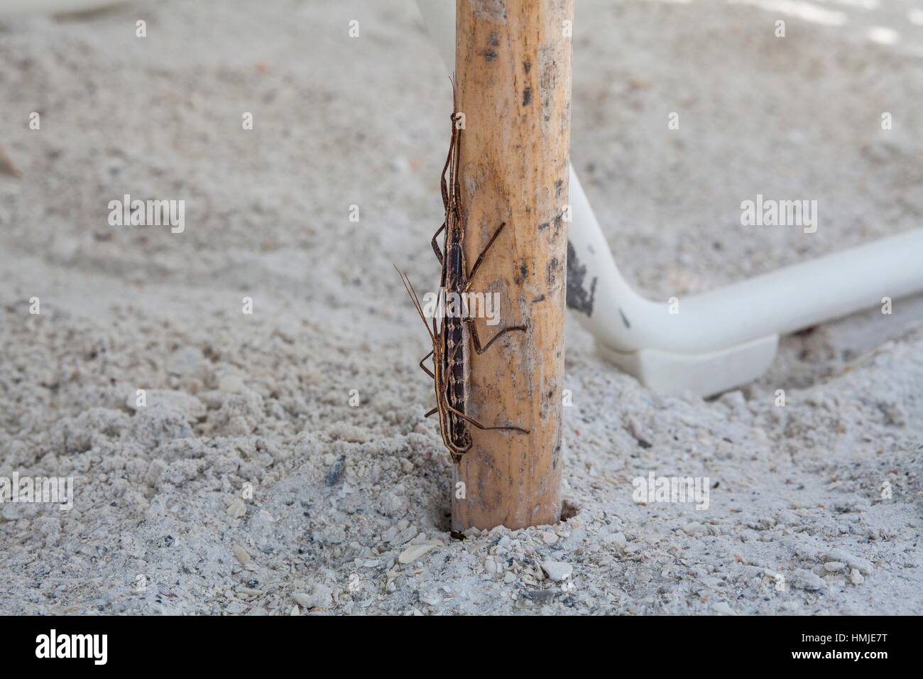 Leg on chair hi-res stock photography and images - Alamy