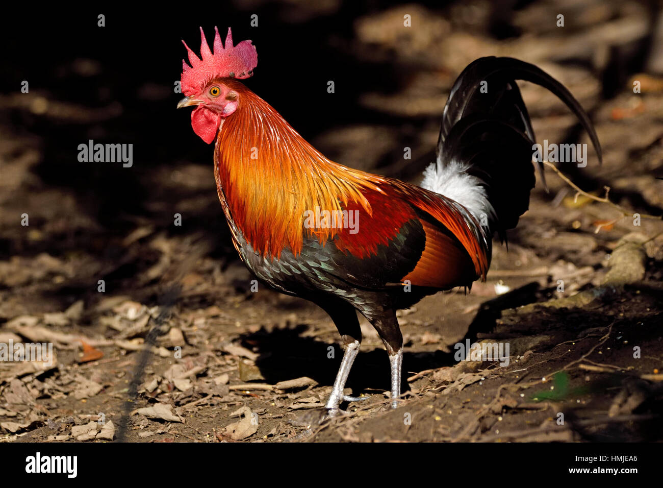 A male Red Junglefowl (Gallus gallus) on the forest floor in Kaeng ...