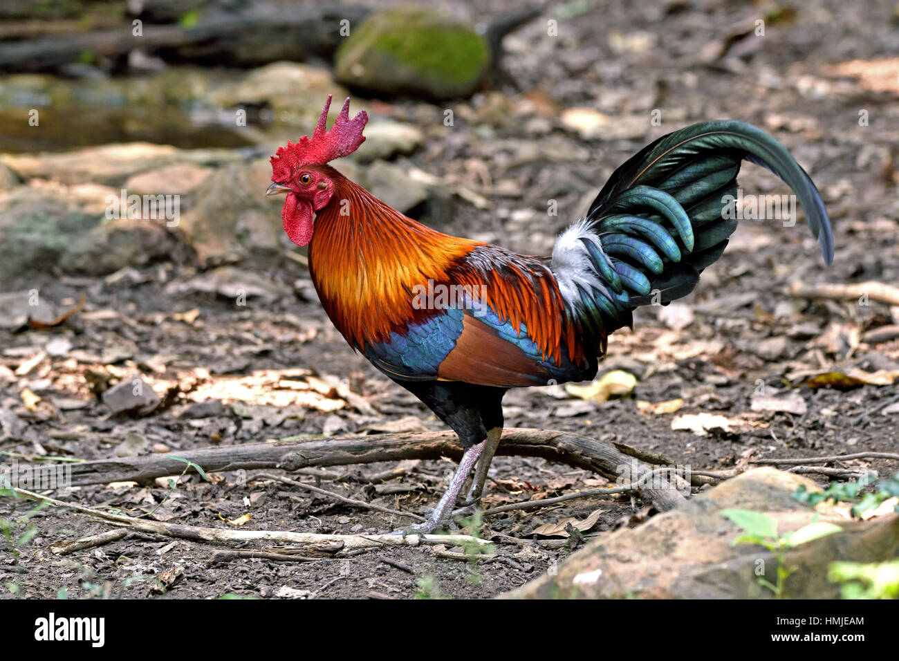 A male Red Junglefowl (Gallus gallus) on the forest floor in Kaeng ...