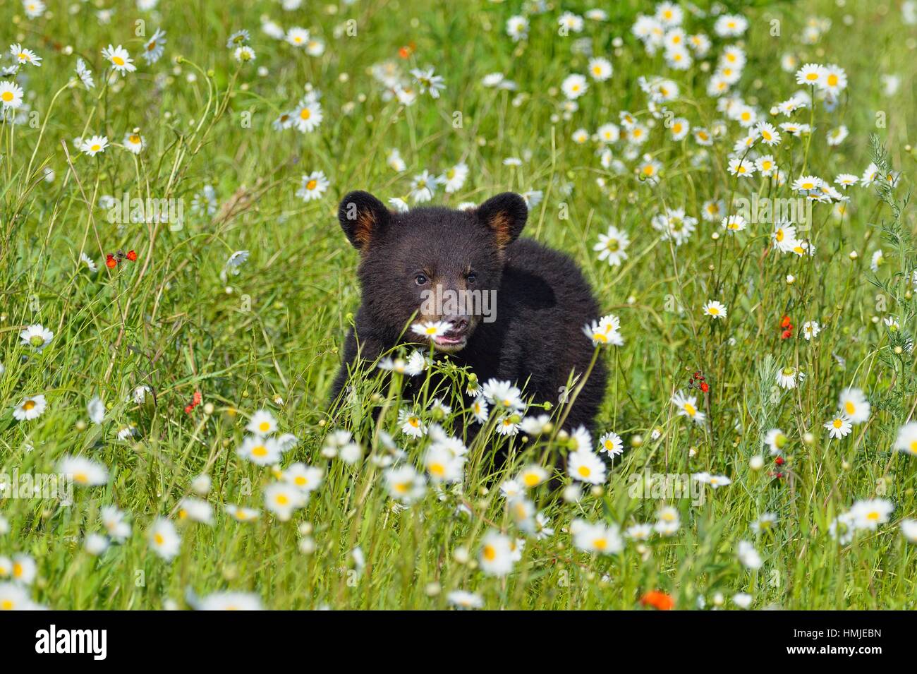 Black Bear With Pretty Flowers