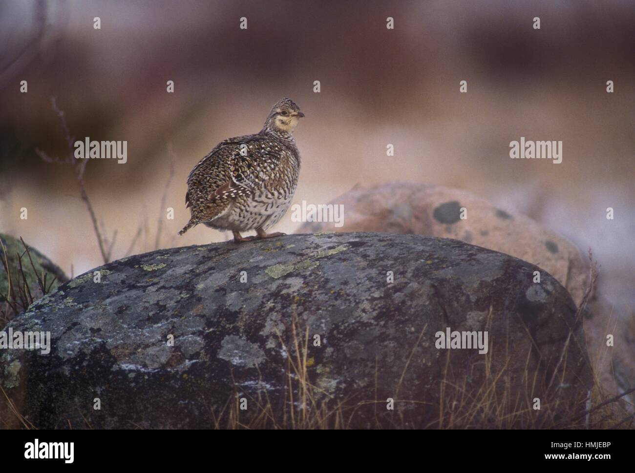 Sharp Tailed Grouse Female High Resolution Stock Photography and Images ...