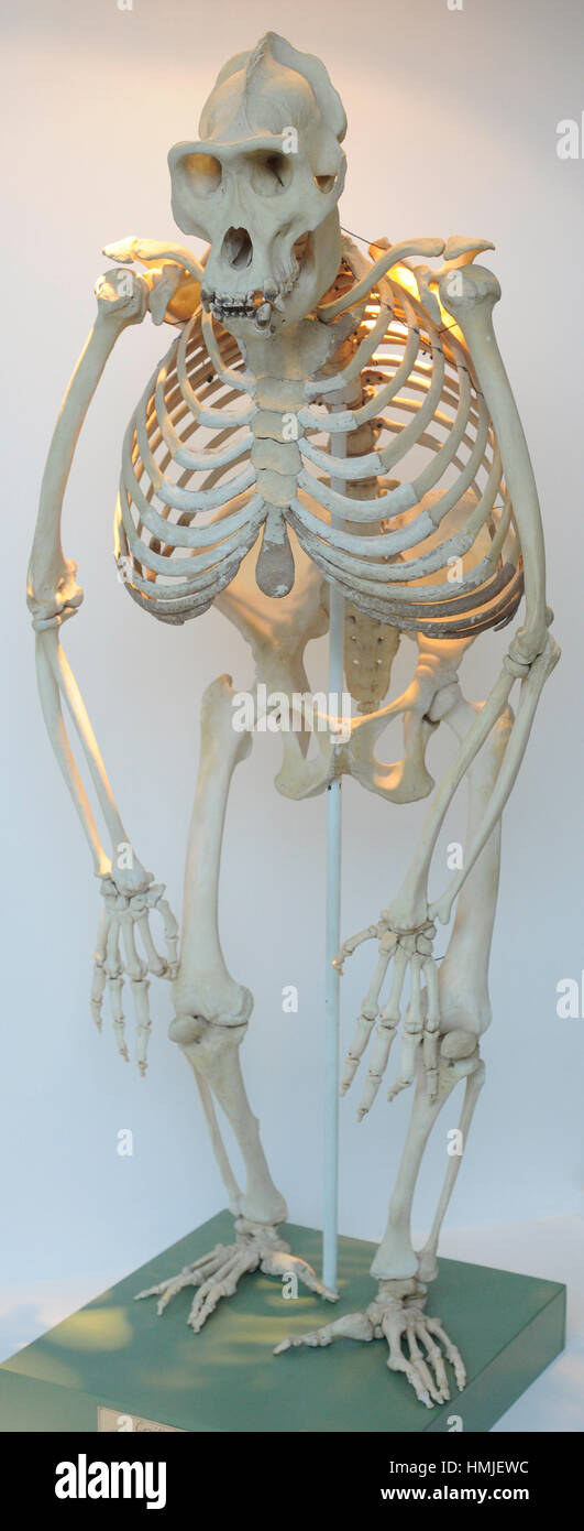 Gorilla skeleton hi-res stock photography and images - Alamy