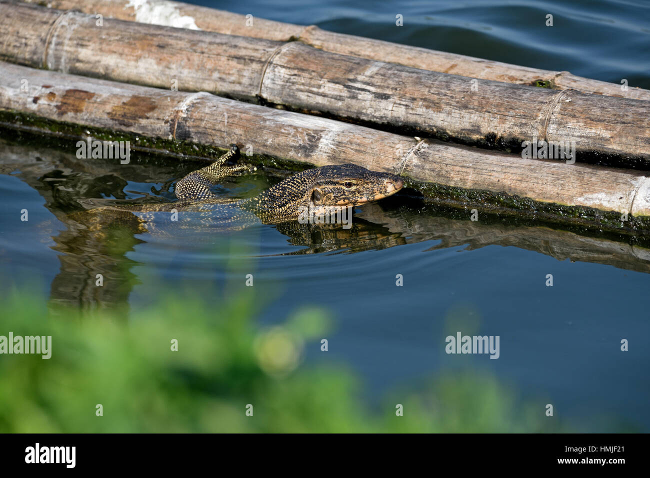 Medium Sized Monitor Lizard High Resolution Stock Photography and ...