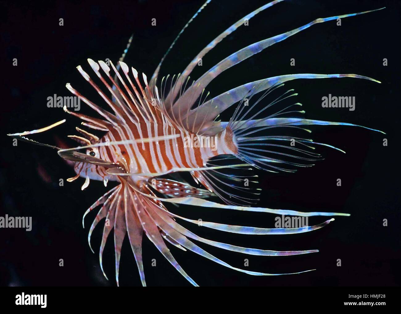A juvenile lionfish (Pterois volitans).The long dorsal and pectoral ...