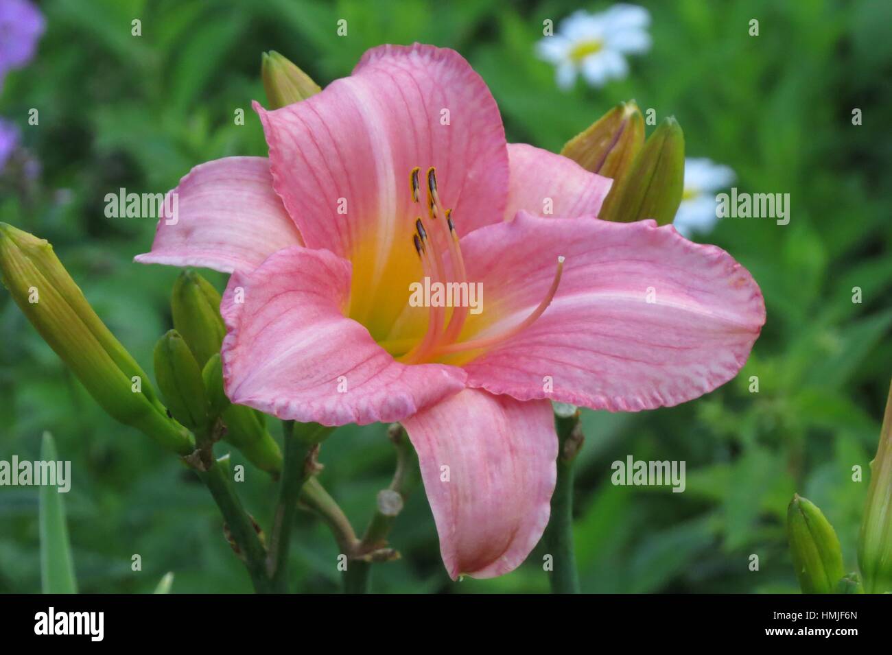 Liliaceae subfamily hi-res stock photography and images - Alamy