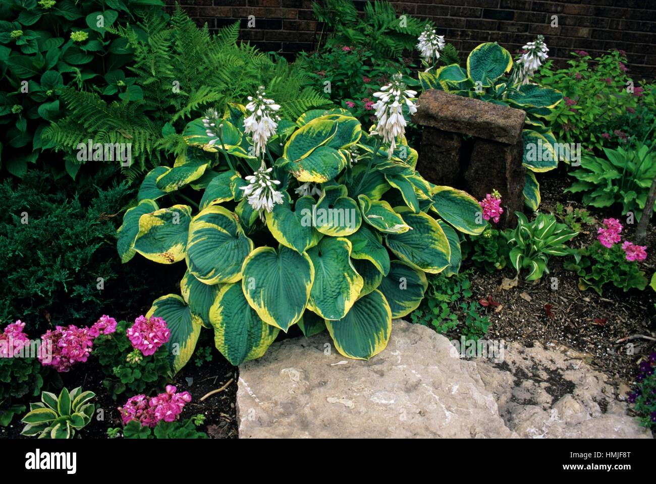 Hybrid hosta hi-res stock photography and images - Alamy