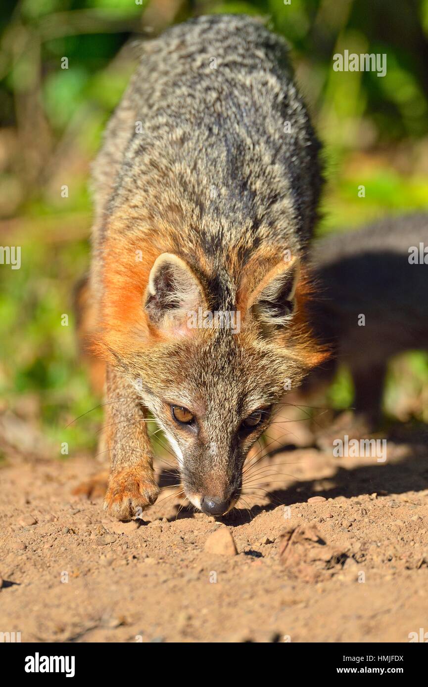 North american gray fox hi-res stock photography and images - Alamy