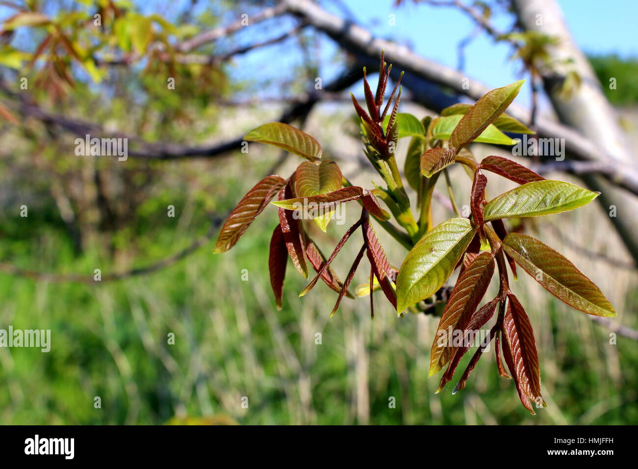 sprouting walnut leaves in the spring Stock Photo - Alamy