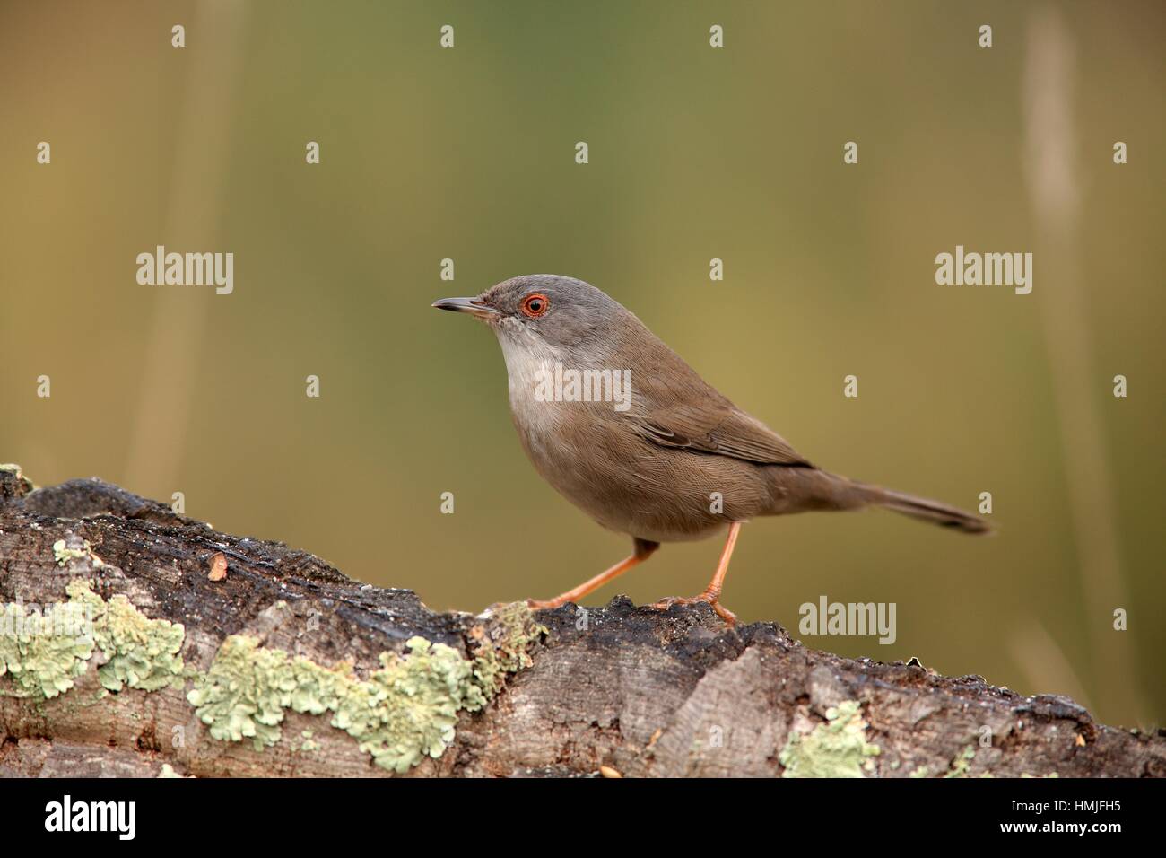 Sardinian warbler (Sylvia melanocephala), specimen female. Alto ...