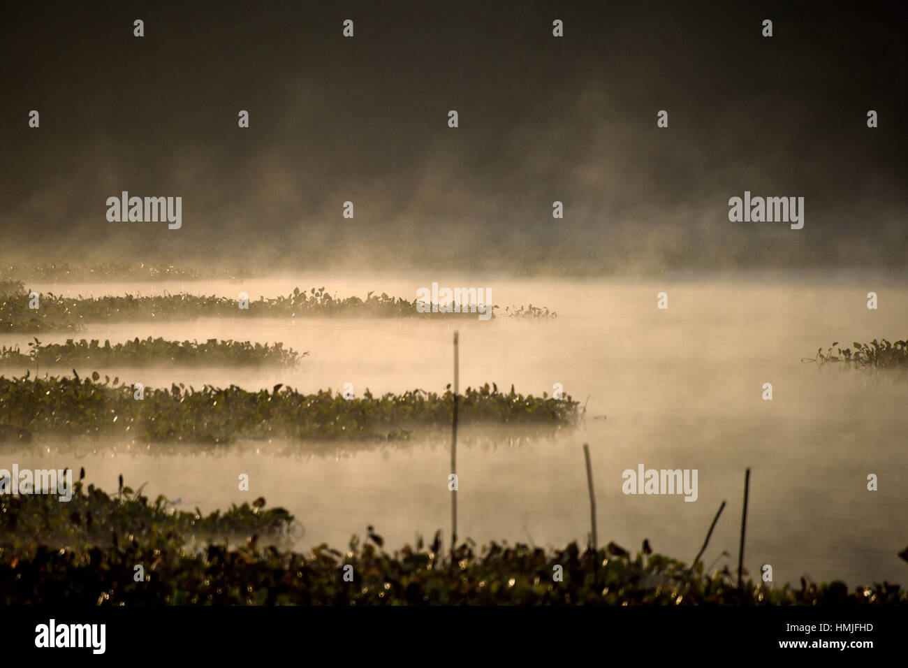 Early morning mist rising from the water surface among beds of Water ...
