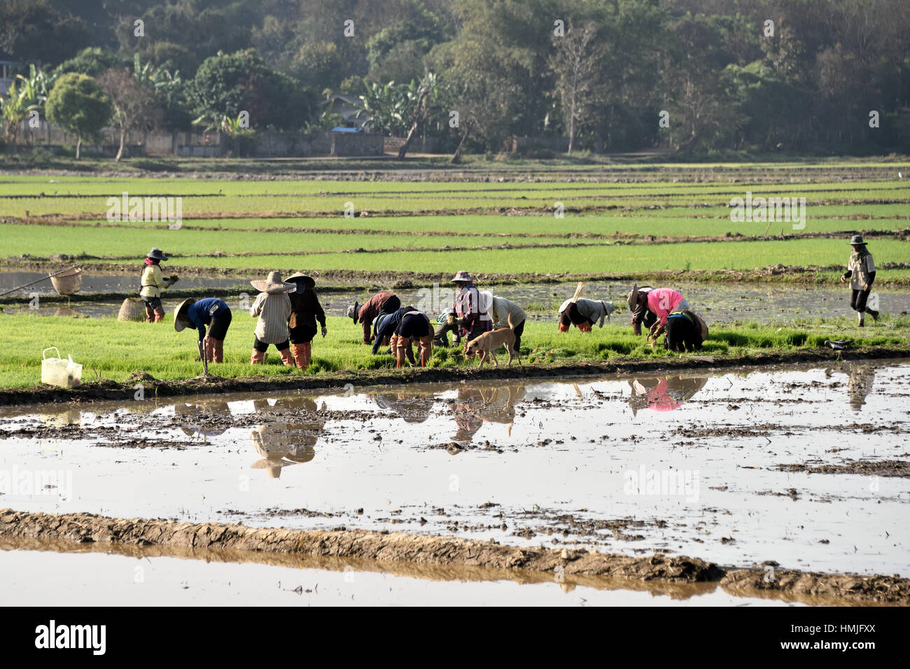 A group of farmers collecting rice seedlings for transplanting in ...