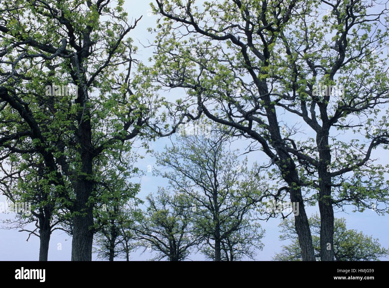 Quercus rubra tall hi-res stock photography and images - Alamy