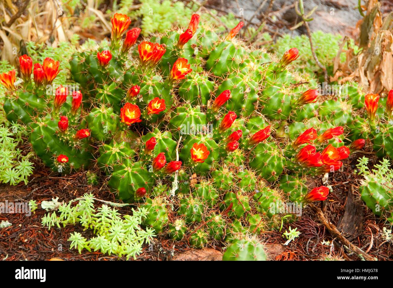 State Cactus Of Texas High Resolution Stock Photography and Images - Alamy