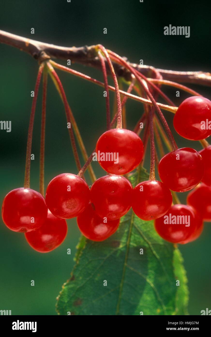 Prunus pensylvanica fruit hi-res stock photography and images - Alamy