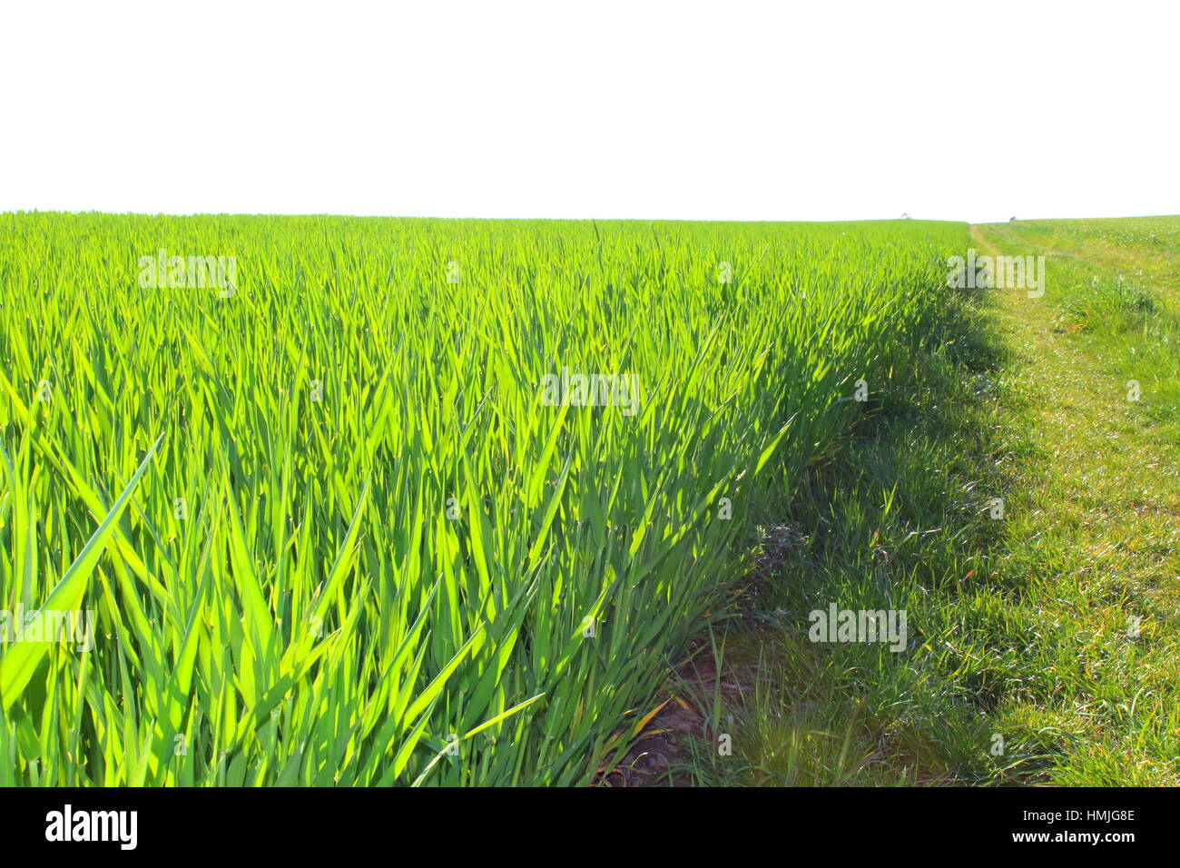 green boundary ridge in the spring Stock Photo - Alamy