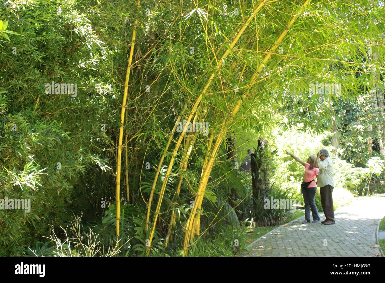 Temperate bamboo forest hi-res stock photography and images - Alamy