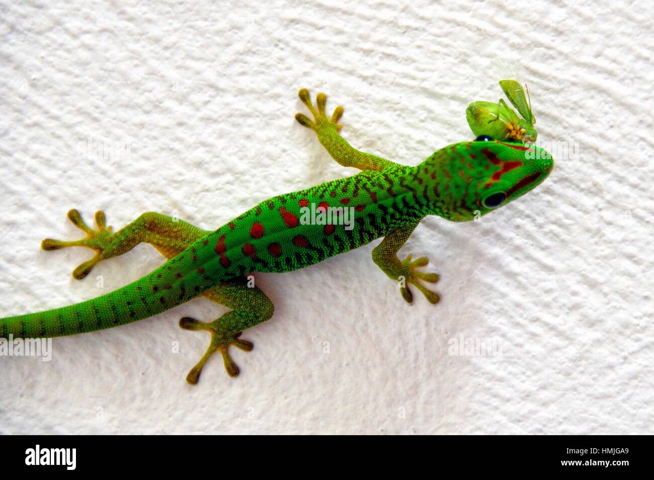 Mauritius geckos hi-res stock photography and images - Alamy