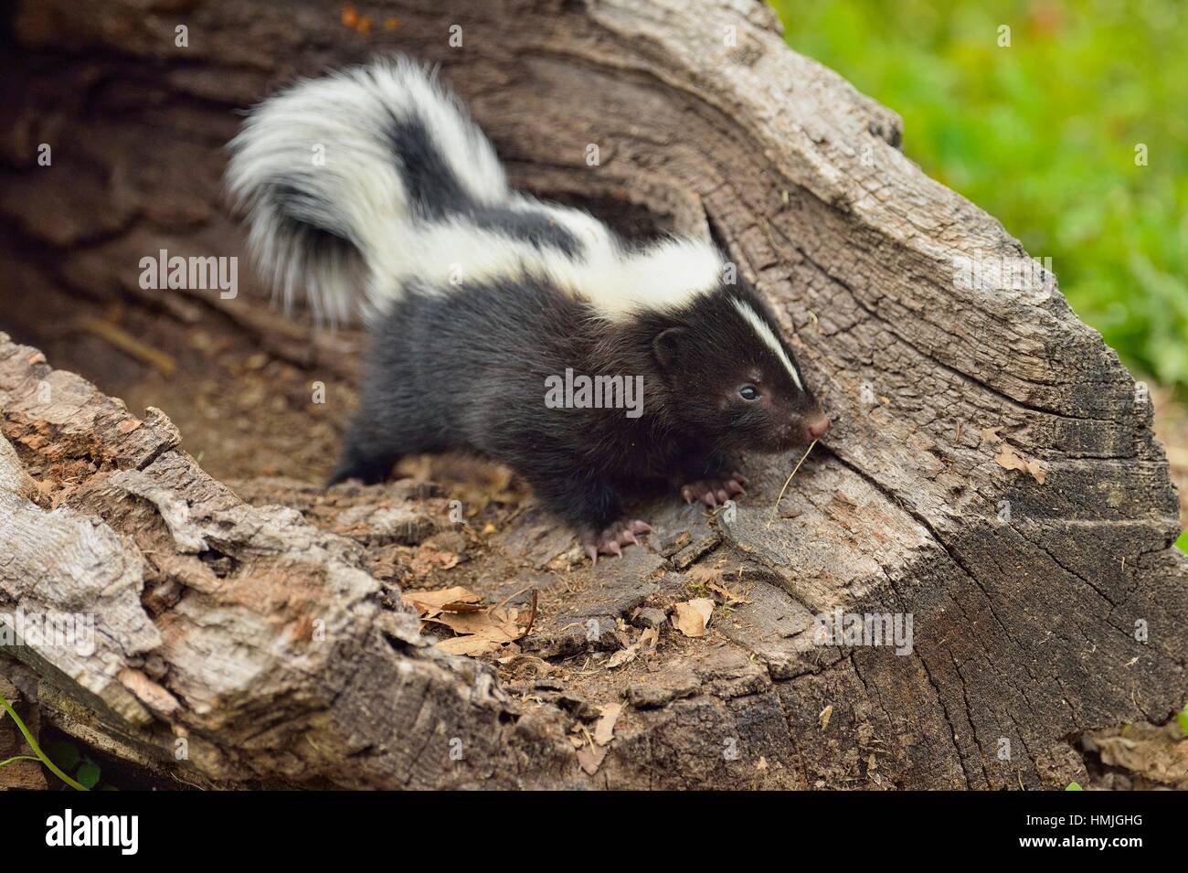 Striped skunk mephitis mephitis hi-res stock photography and images - Alamy