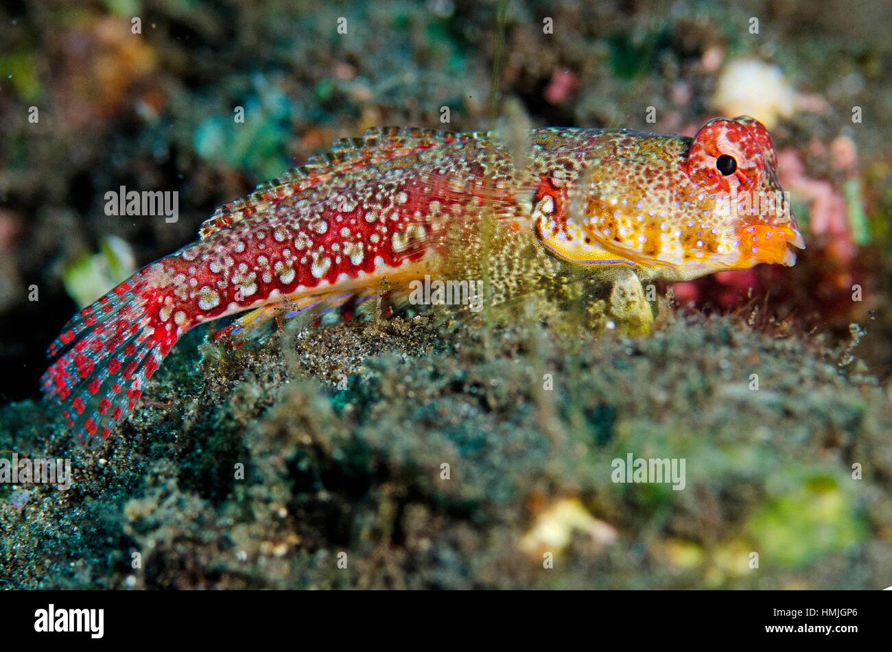 Synchiropus Moyeri High Resolution Stock Photography and Images - Alamy