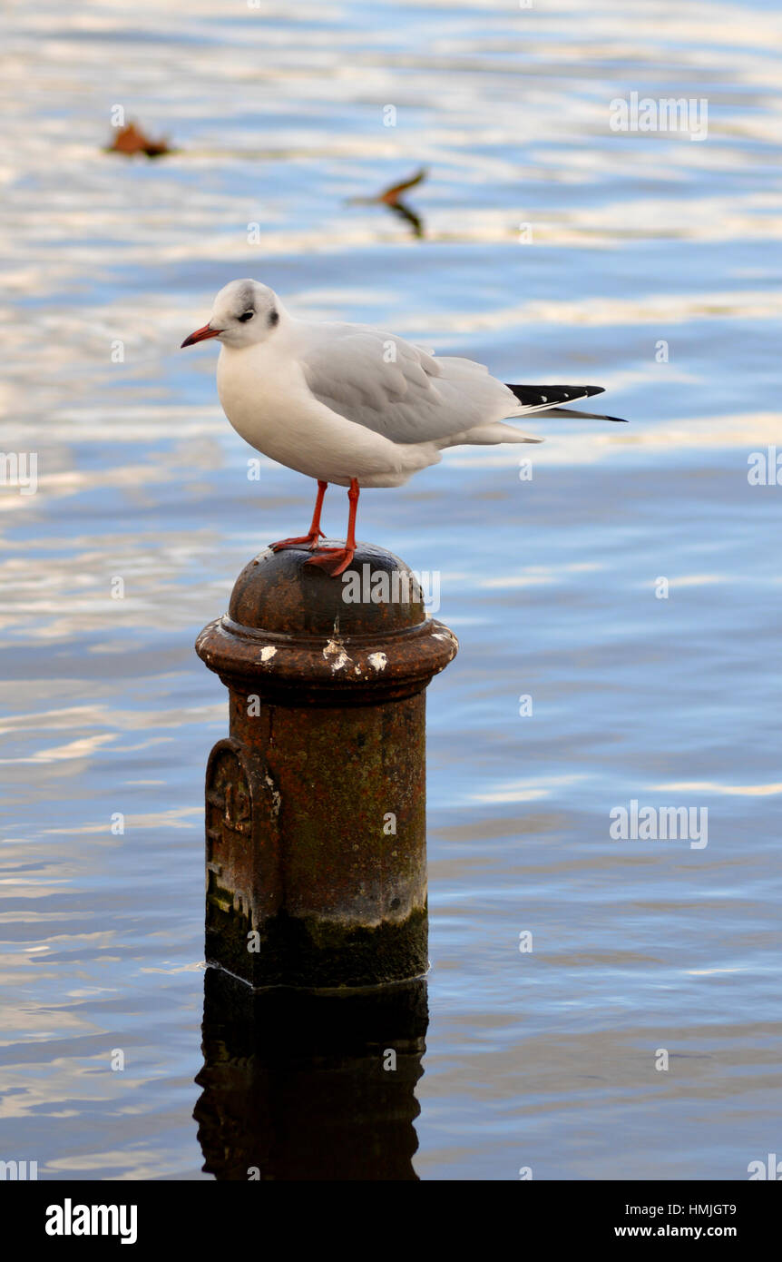 Seagull on a post Stock Photo - Alamy