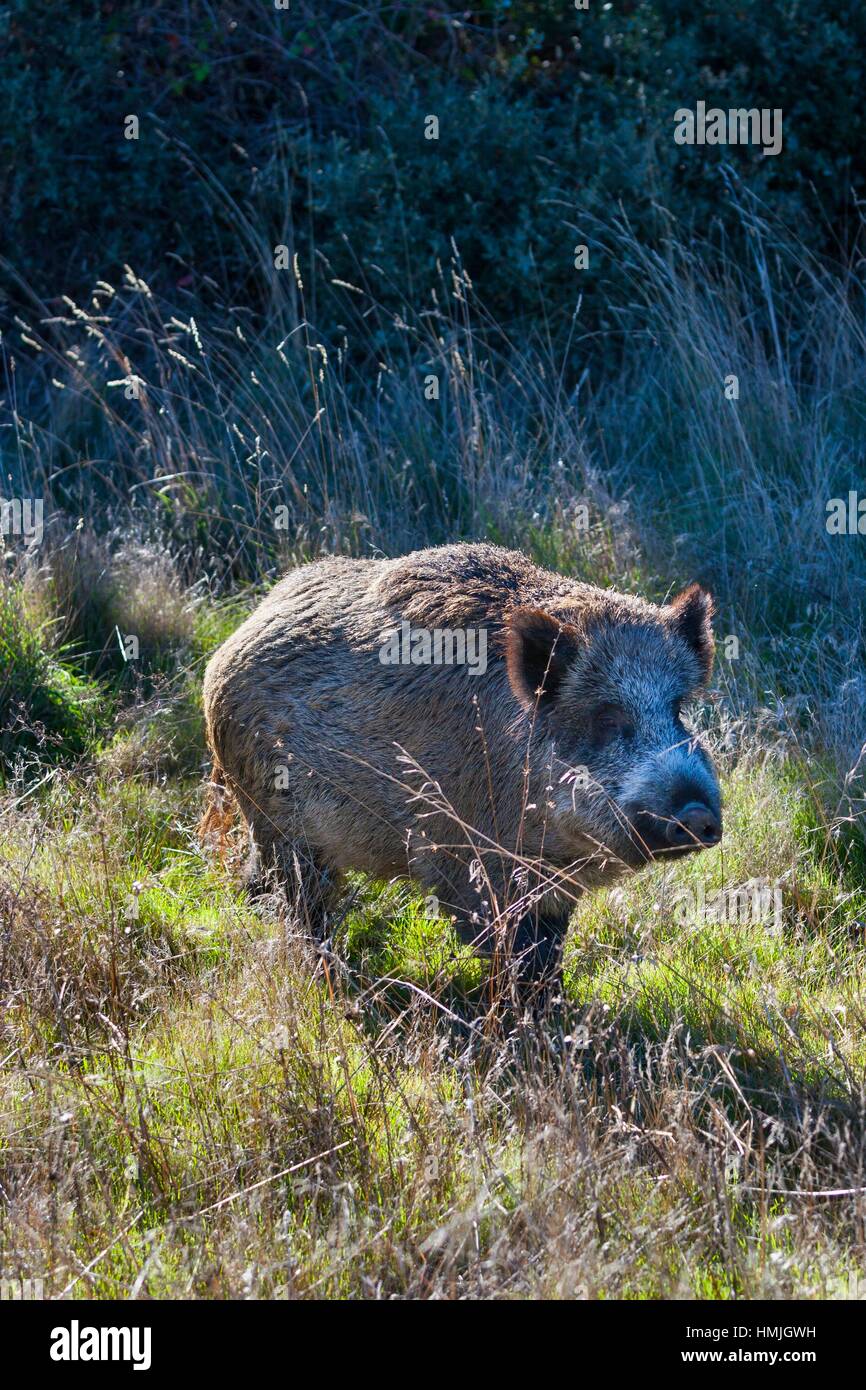 Spanish wild boar hi-res stock photography and images - Alamy