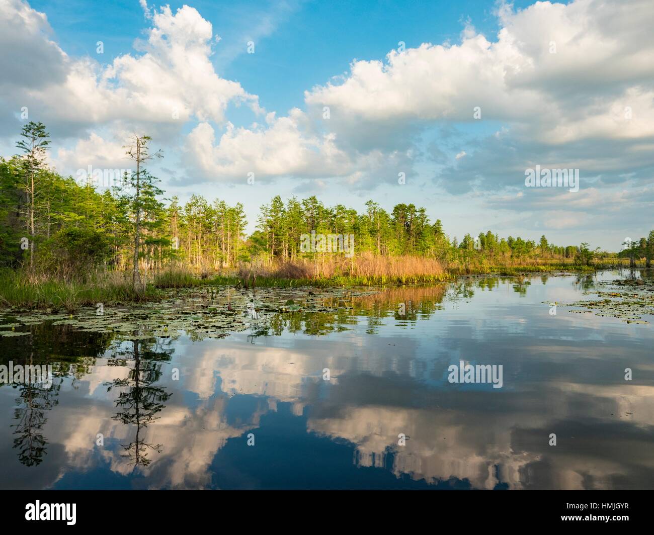 Okefenokee swamp landscape hi-res stock photography and images - Alamy