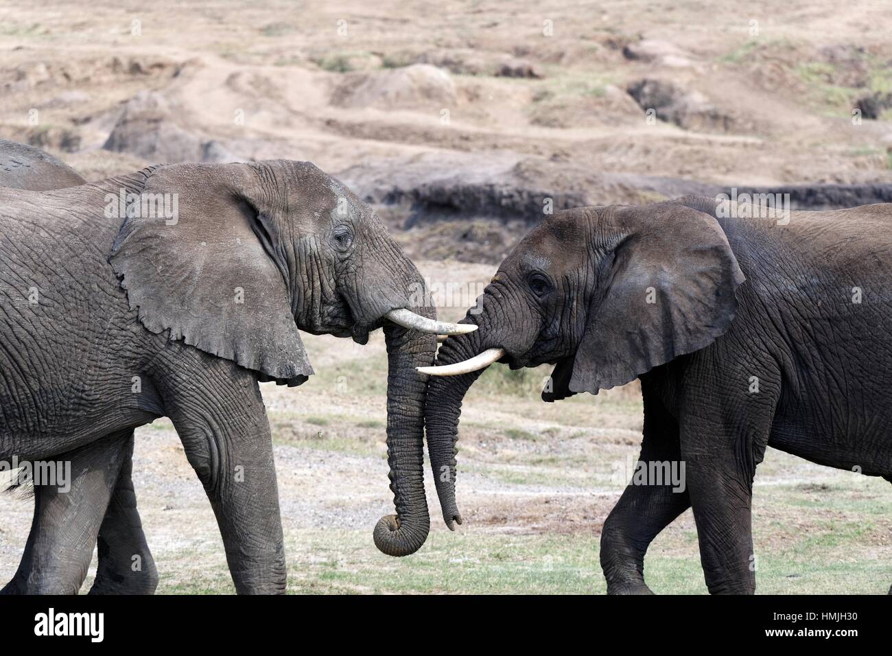 Play fighting hi-res stock photography and images - Alamy