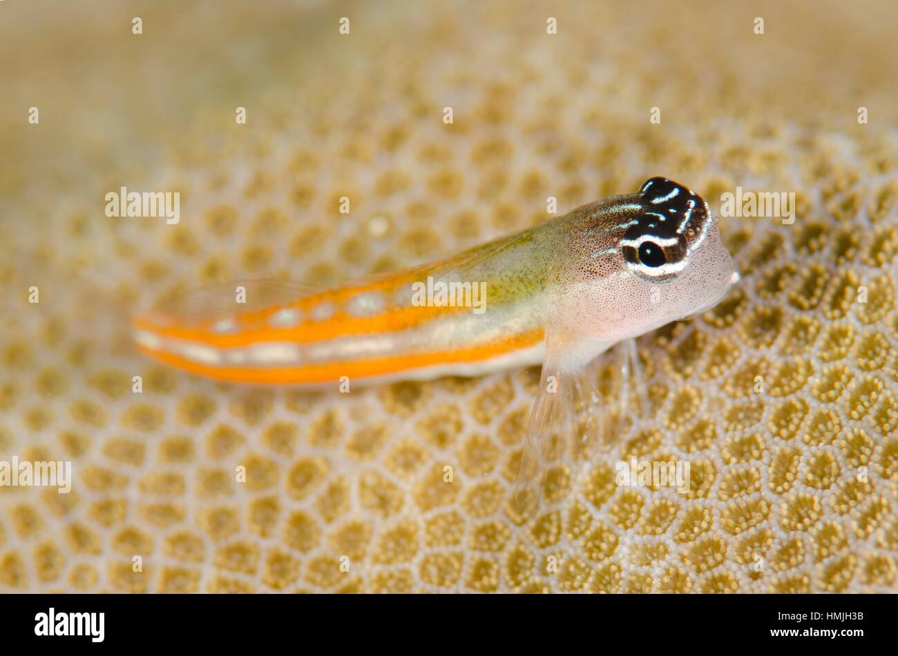 S Blenny High Resolution Stock Photography and Images - Alamy