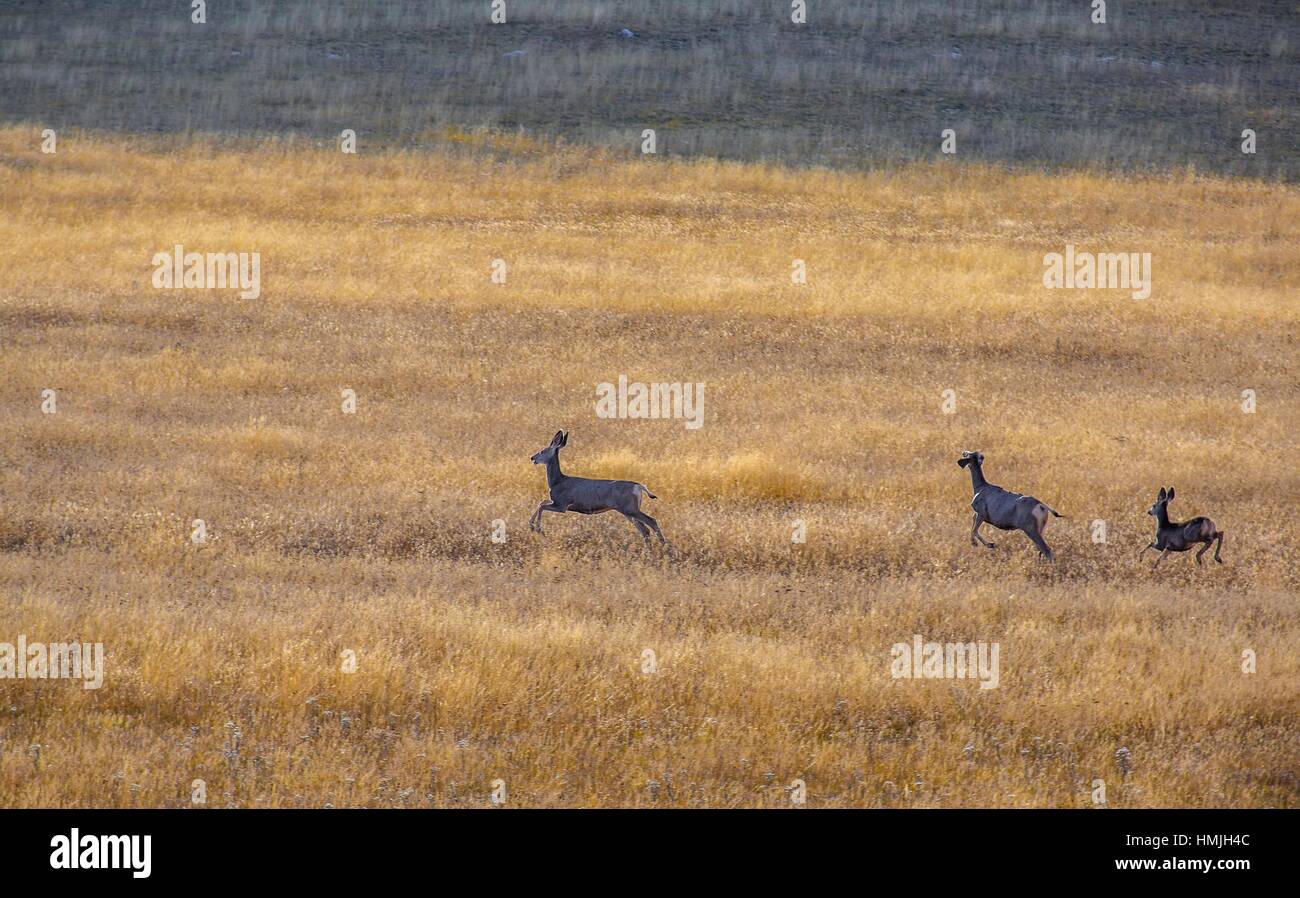 Mule running hi-res stock photography and images - Alamy