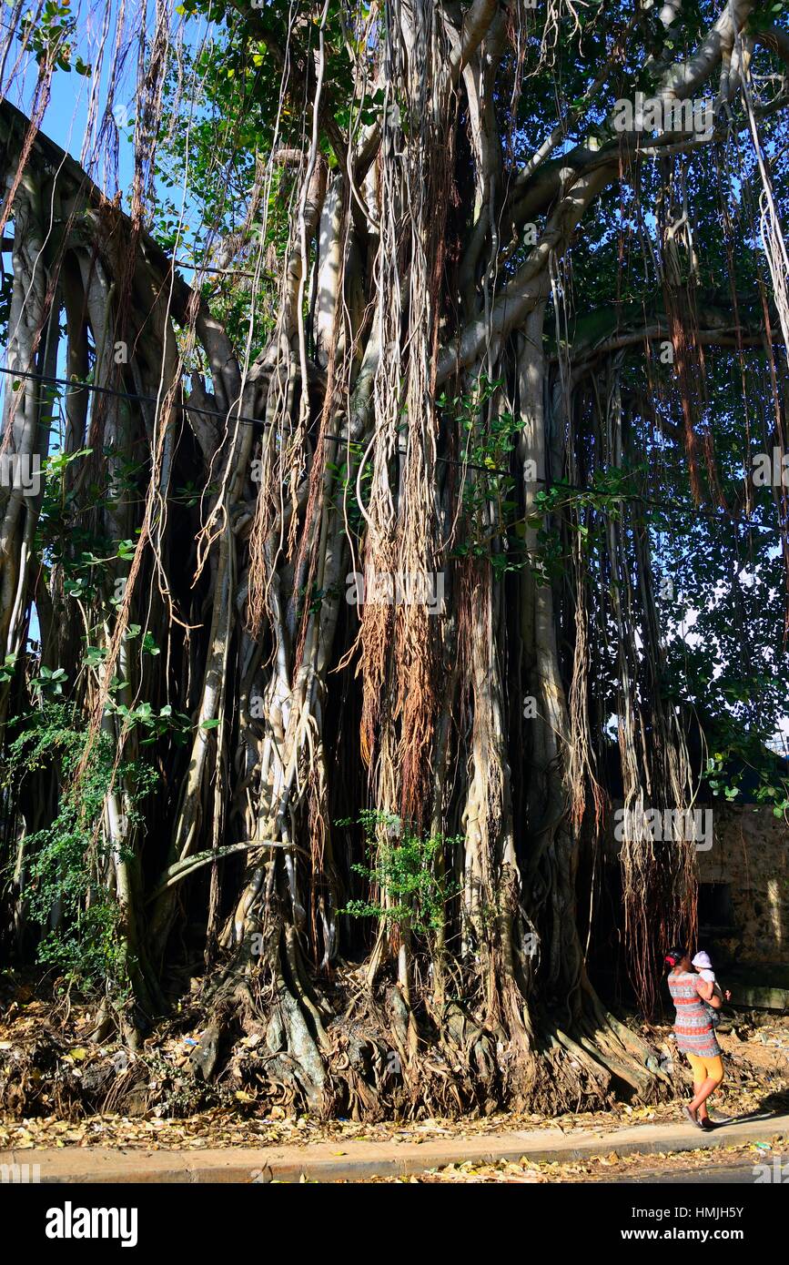 Banyan tree indian hi-res stock photography and images - Alamy