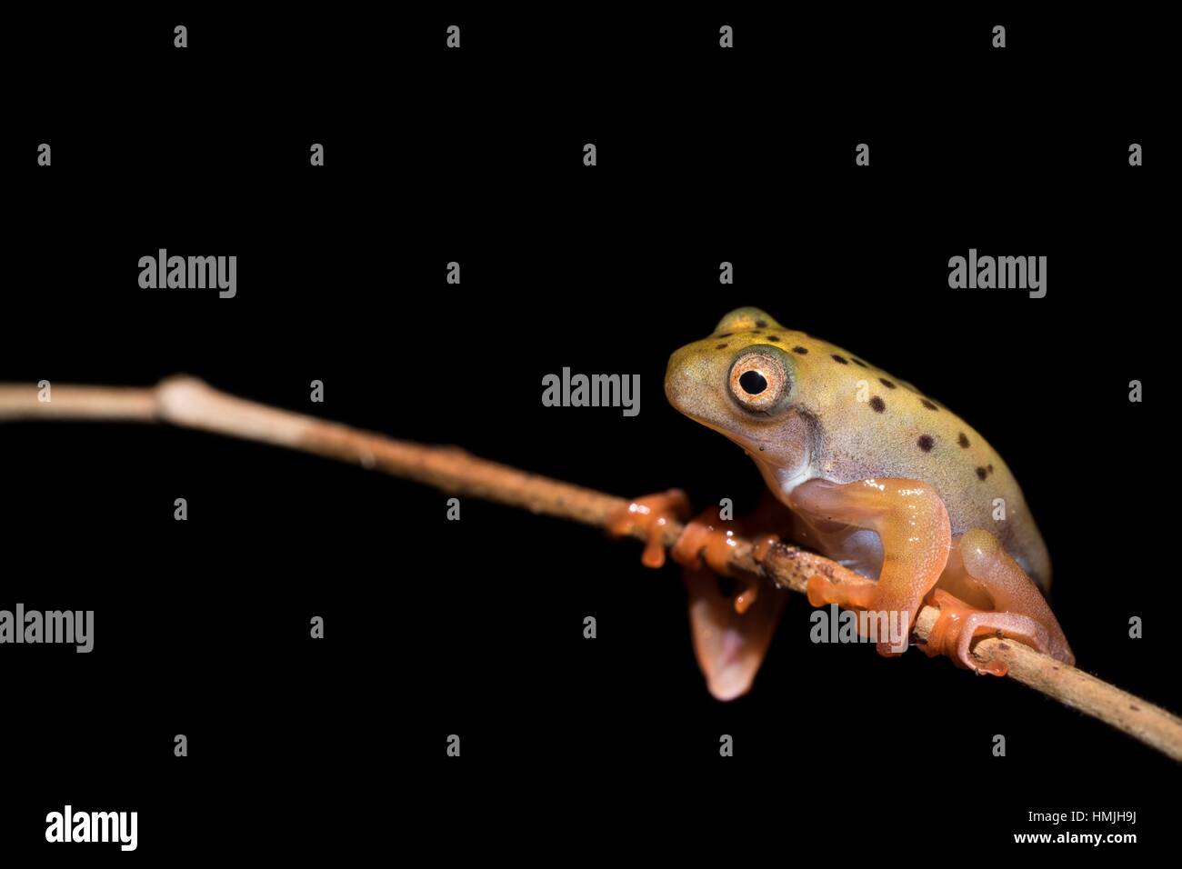 File eared treefrog hi-res stock photography and images - Alamy