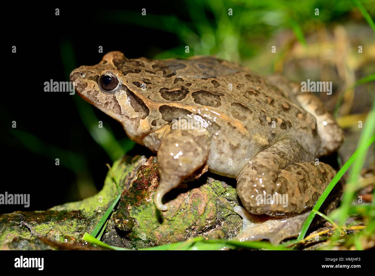 West iberian frog hi-res stock photography and images - Alamy
