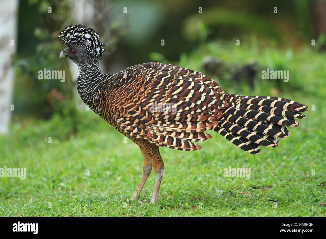 Pavo el hi-res stock photography and images - Alamy